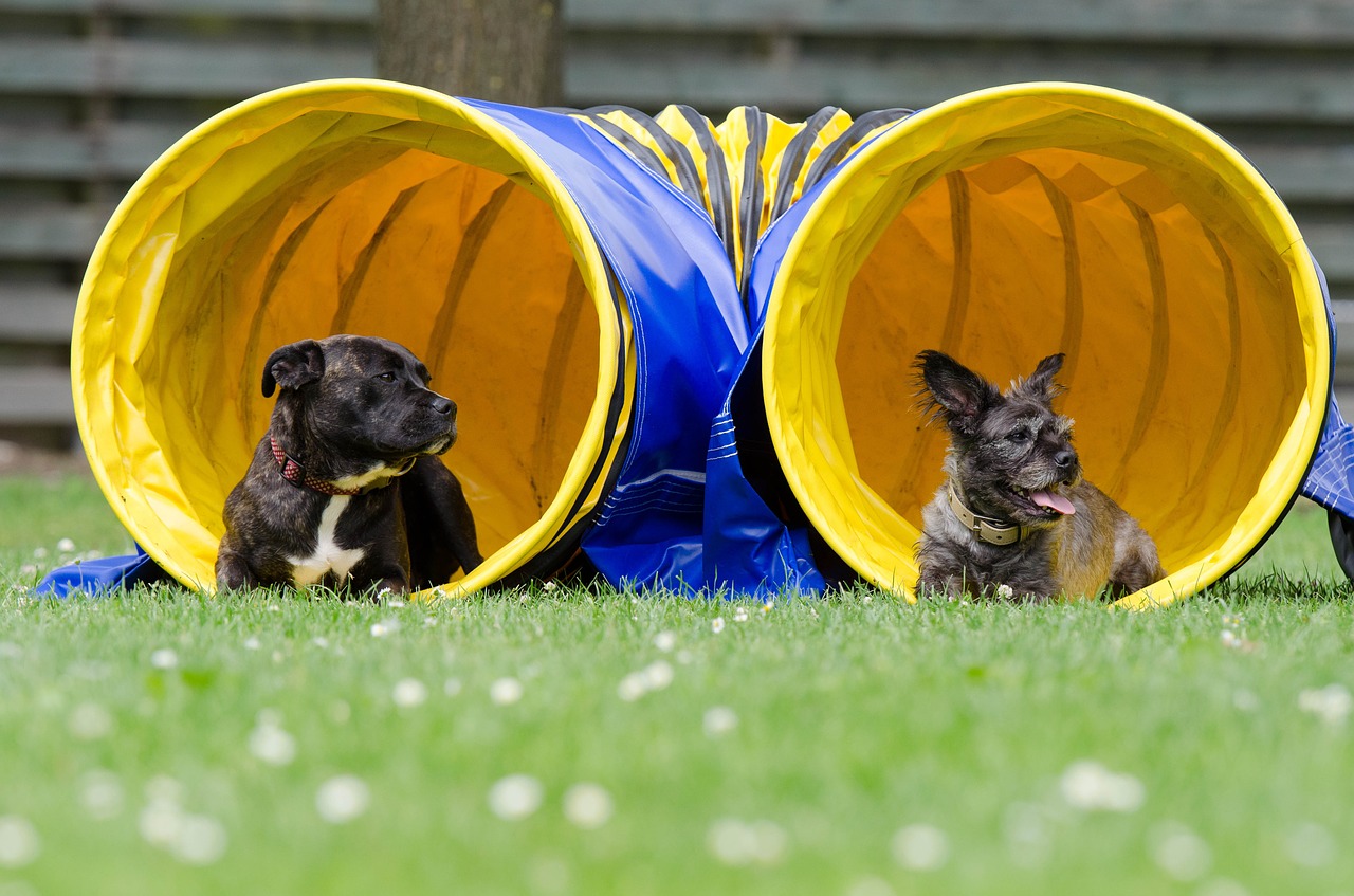 Comment Fabriquer un Parcours d’Agility pour Chien ? - Eyops